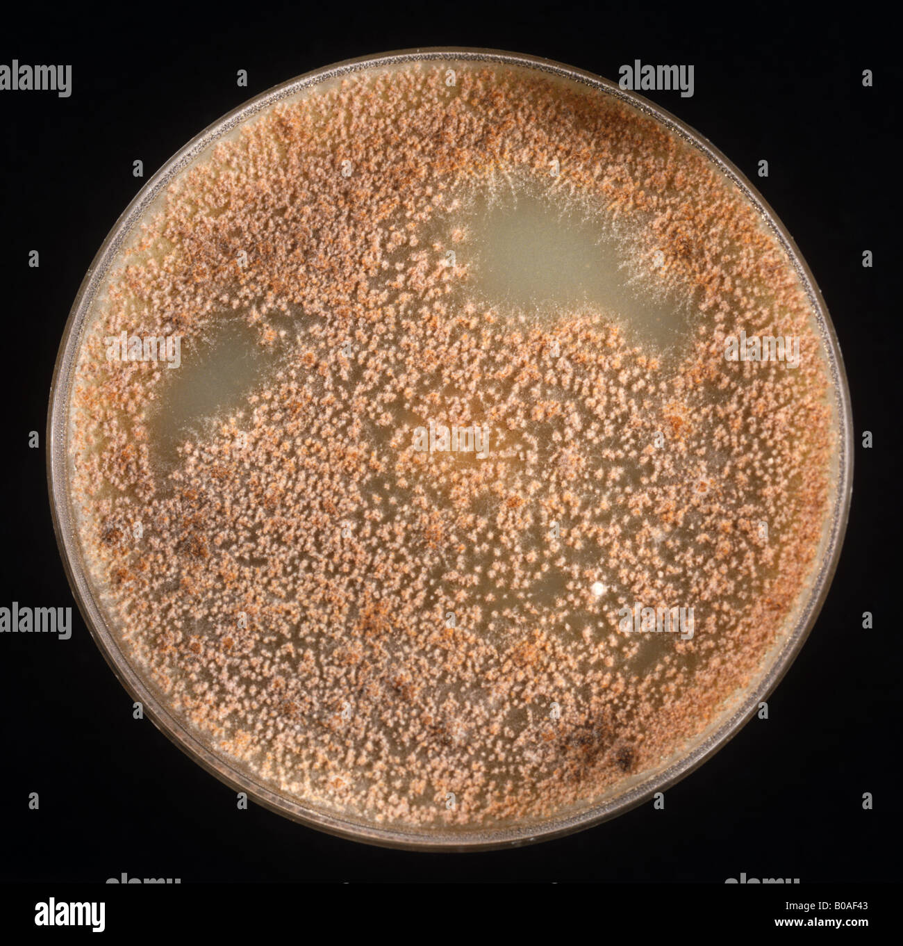Fungal Culture Stockfotos und -bilder Kaufen - Alamy