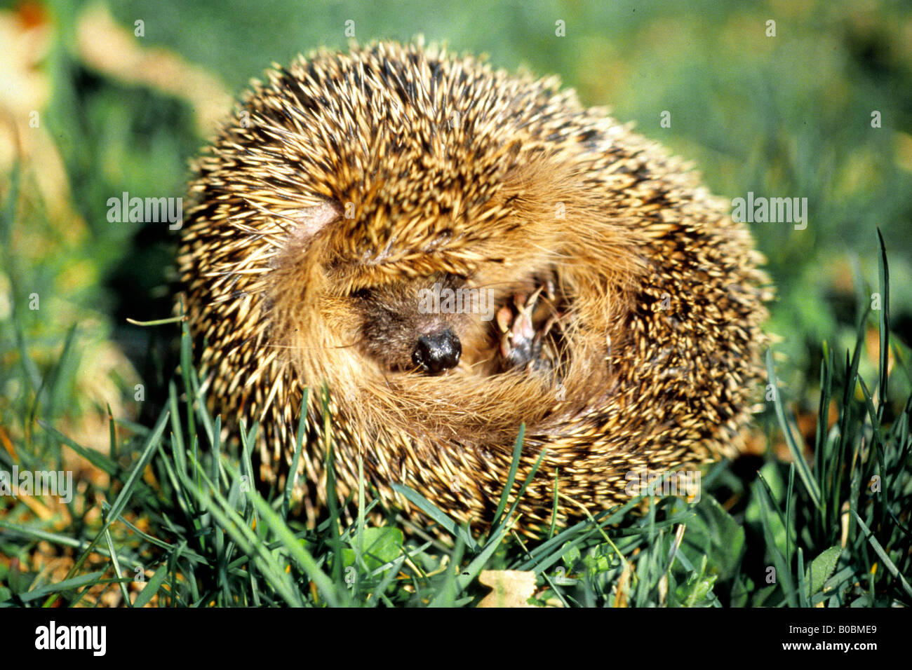 Igel niedlich -Fotos und -Bildmaterial in hoher Auflösung – Alamy