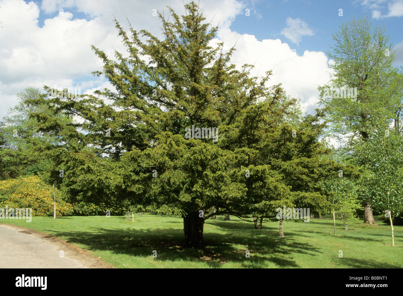 Eiben, englische Eibe (Taxus Baccata), Baum im park Stockfotografie - Alamy