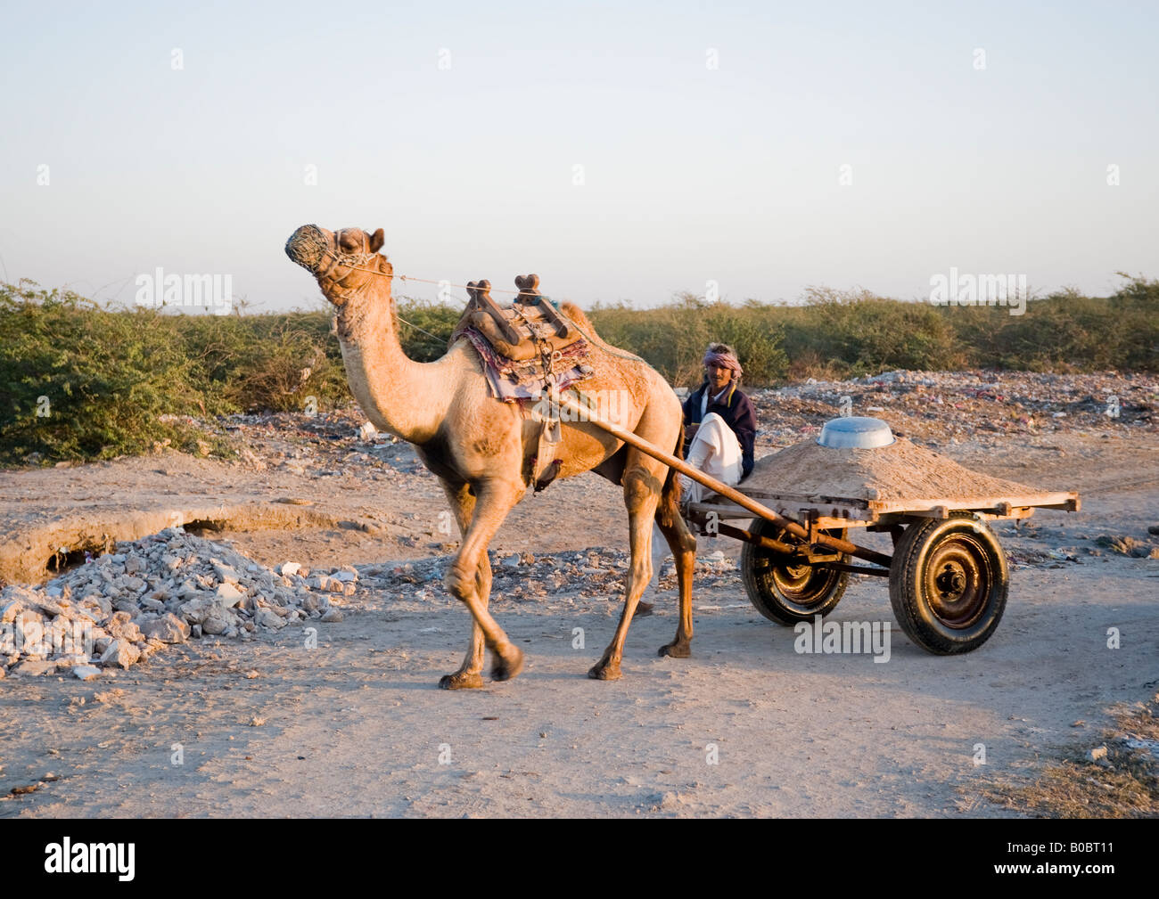 Kamel mit karren -Fotos und -Bildmaterial in hoher Auflösung – Alamy