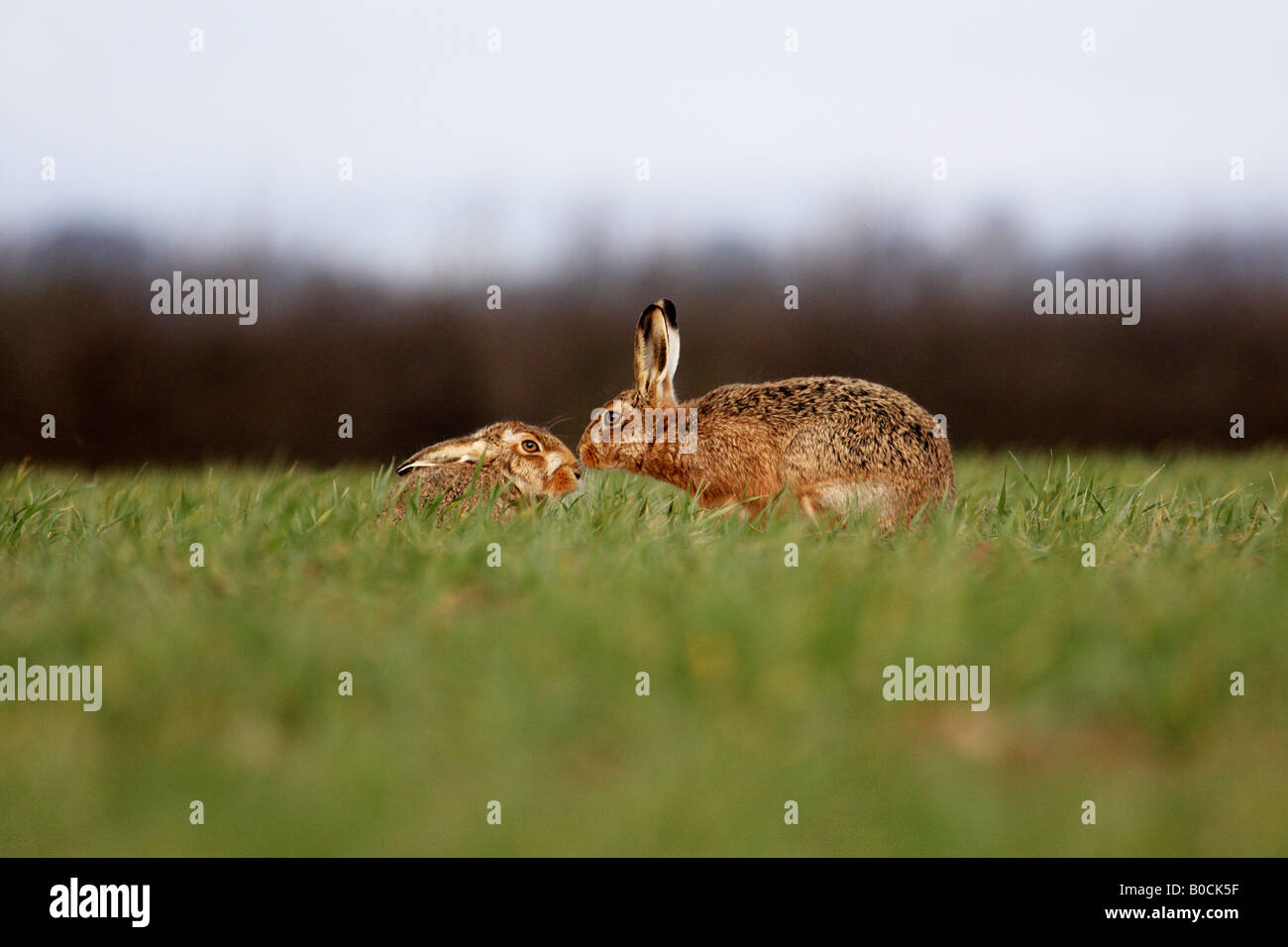 Wild animals kissing -Fotos und -Bildmaterial in hoher Auflösung – Alamy