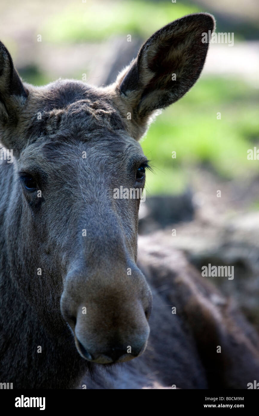 Elch männchen und weibchen -Fotos und -Bildmaterial in hoher Auflösung ...