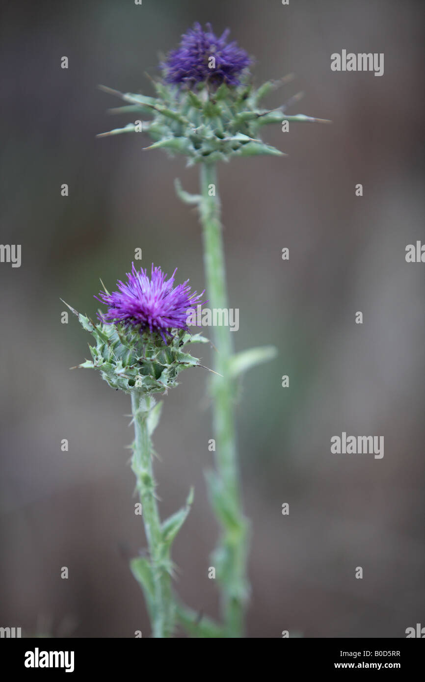 Stacheliges unkraut -Fotos und -Bildmaterial in hoher Auflösung – Alamy