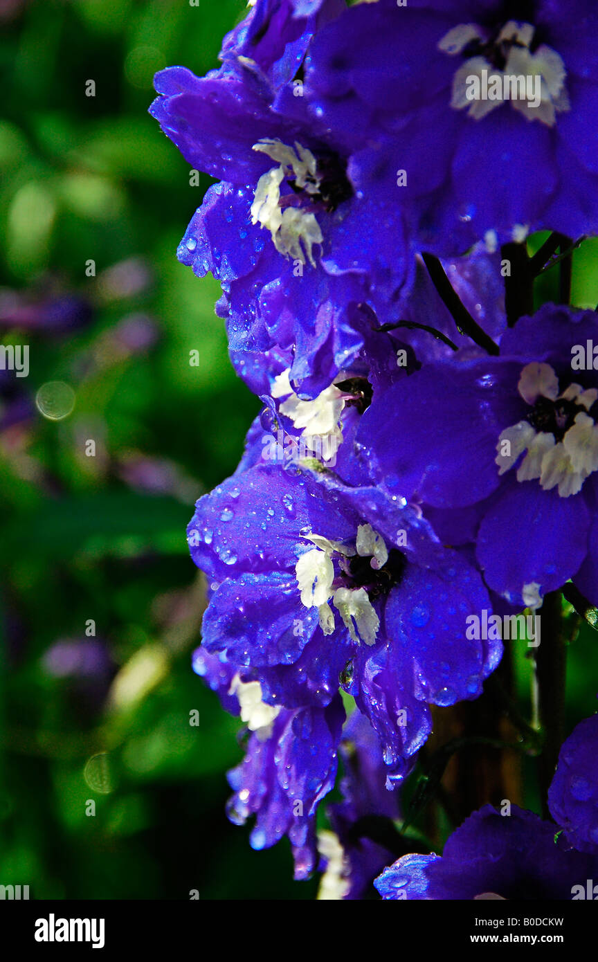 Ooty Botanical Garden. Ooty ist beliebt für seine seltene Sorten von ...