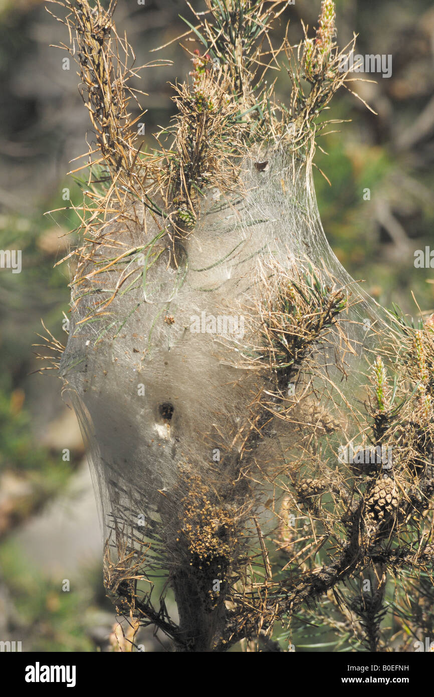 Processionaria del Pino Thaumatopea Pityocampa Processionaria Insetti ...