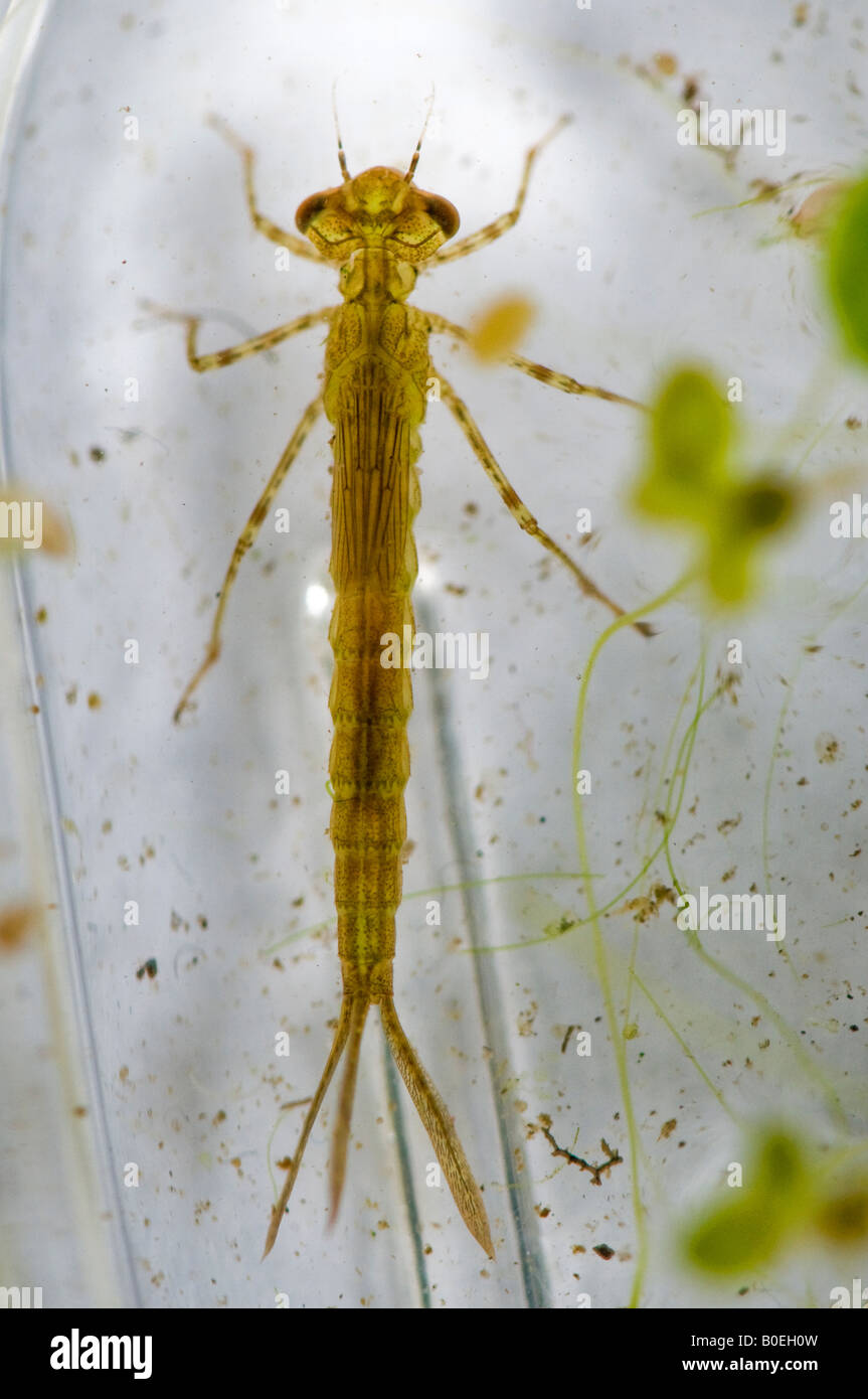 Libelle-Larve im Teichwasser wird unter dem Mikroskop betrachtet ...