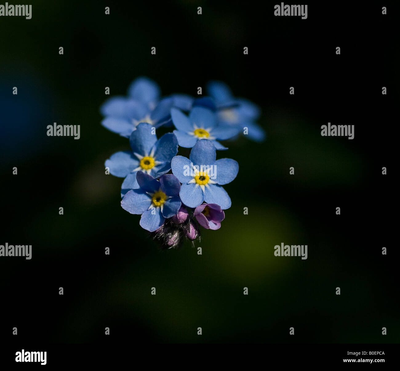 Vergissmeinnicht jungpflanze -Fotos und -Bildmaterial in hoher ...