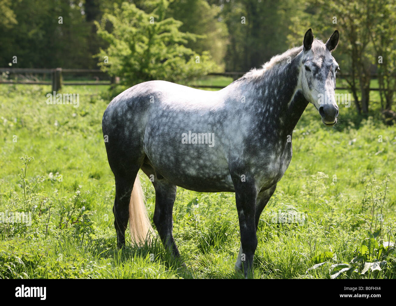 Dapple grey -Fotos und -Bildmaterial in hoher Auflösung – Alamy