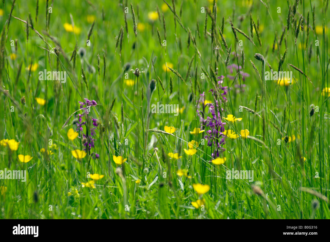 ORCHIDEEN WACHSEN IN EINE WILDBLUMENWIESE Stockfotografie - Alamy