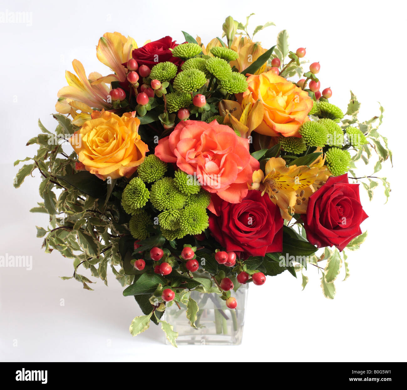 Rote hypericum beeren -Fotos und -Bildmaterial in hoher Auflösung – Alamy