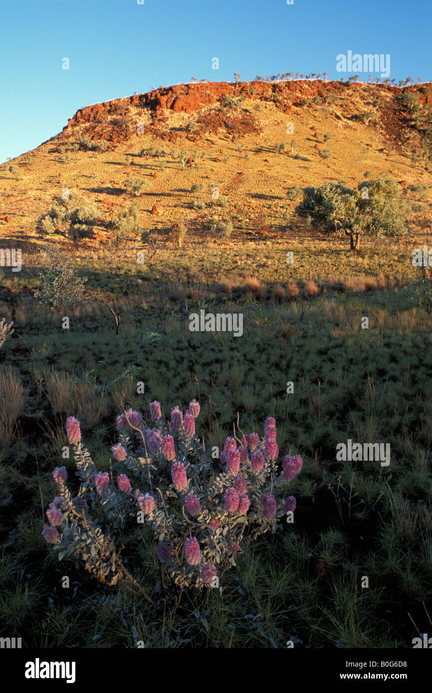 Hamersley Range Mountains und Wildblumen im Karijini-Nationalpark ...