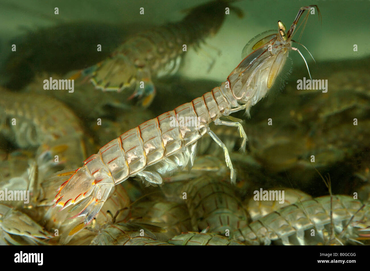 Von gottesanbeterin gegessen -Fotos und -Bildmaterial in hoher ...