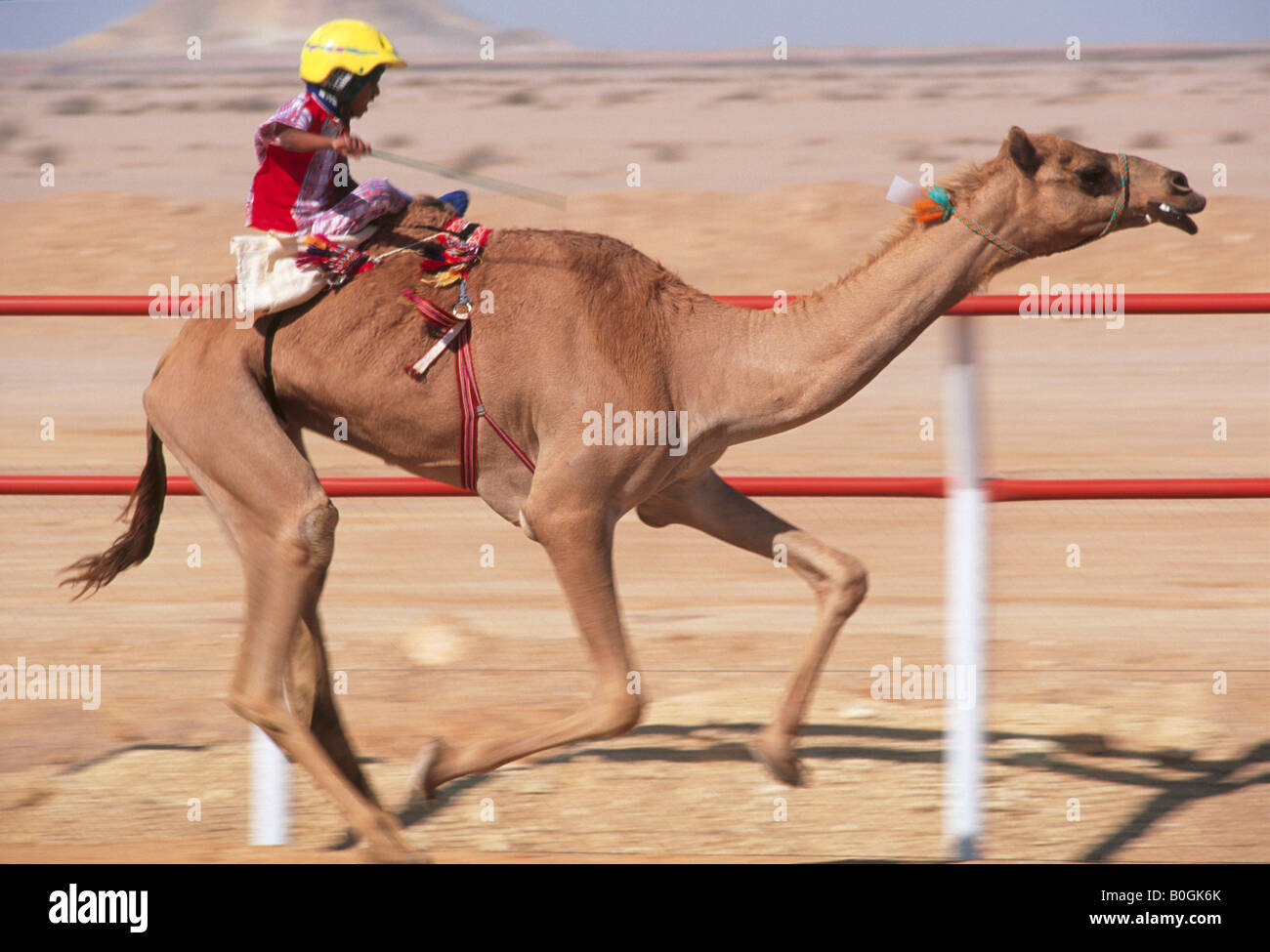 Camel jockey -Fotos und -Bildmaterial in hoher Auflösung – Alamy