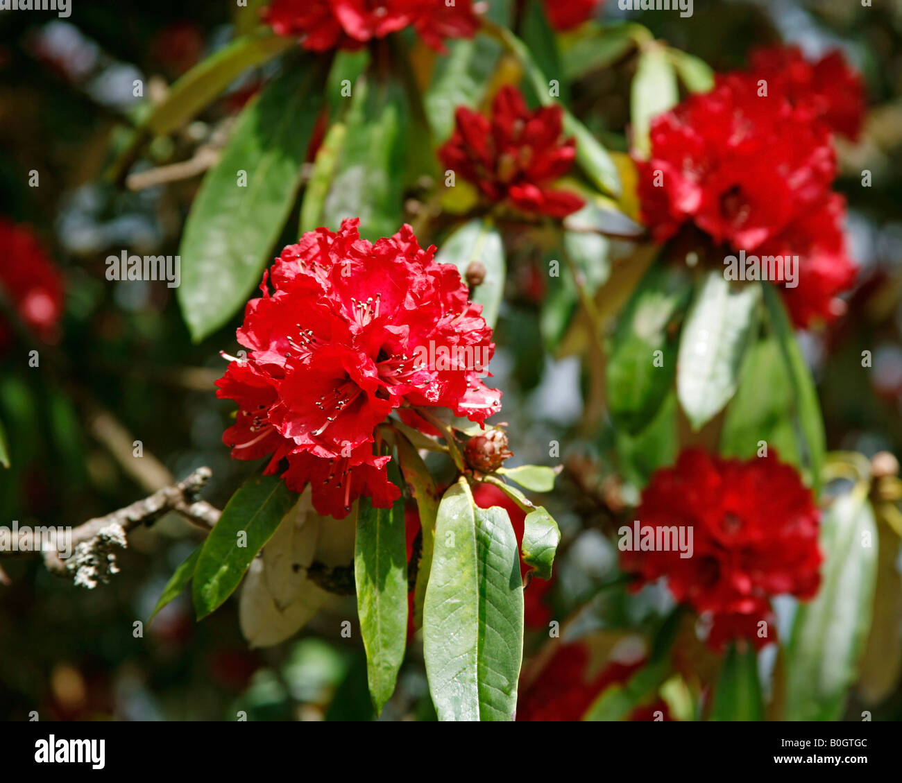 Rhododendron-Blüte im Annapurna-nepal Stockfotografie - Alamy