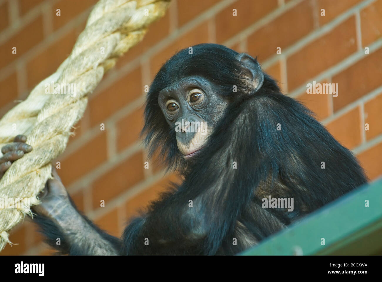 Chimpanzee evolution -Fotos und -Bildmaterial in hoher Auflösung – Alamy
