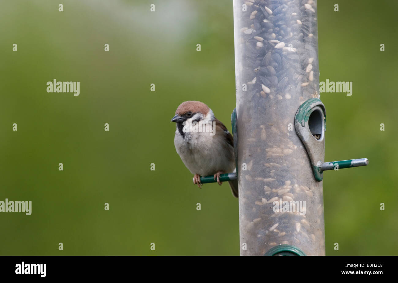 Baum-Spatz auf Saatgut Feeder UK Feder Stockfotografie - Alamy