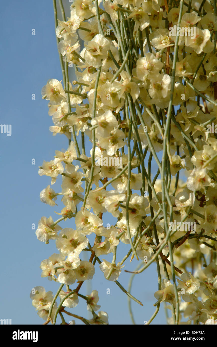 Haloxylon ammodendron -Fotos und -Bildmaterial in hoher Auflösung – Alamy