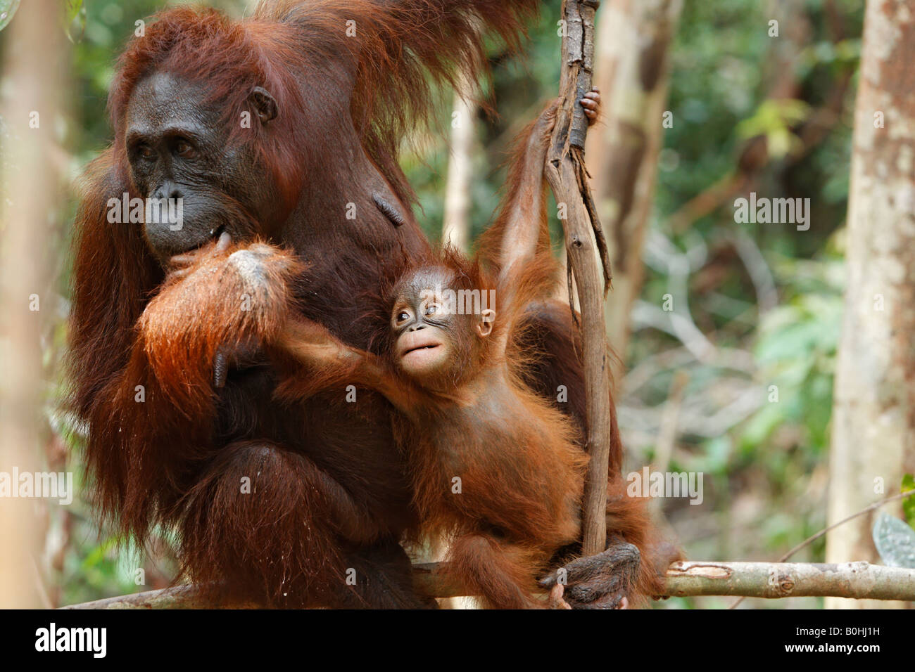 Junger bornean orang utan -Fotos und -Bildmaterial in hoher Auflösung ...
