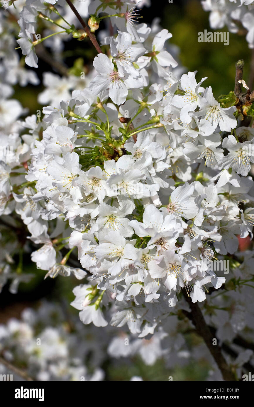 Japanische alpenkirsche -Fotos und -Bildmaterial in hoher Auflösung – Alamy