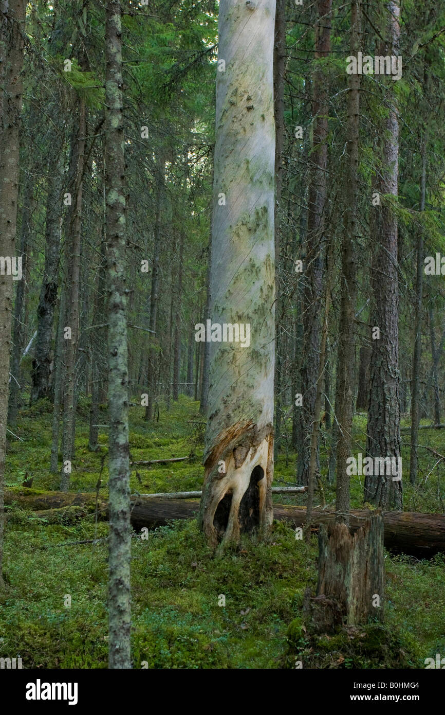 Kelo holz -Fotos und -Bildmaterial in hoher Auflösung – Alamy