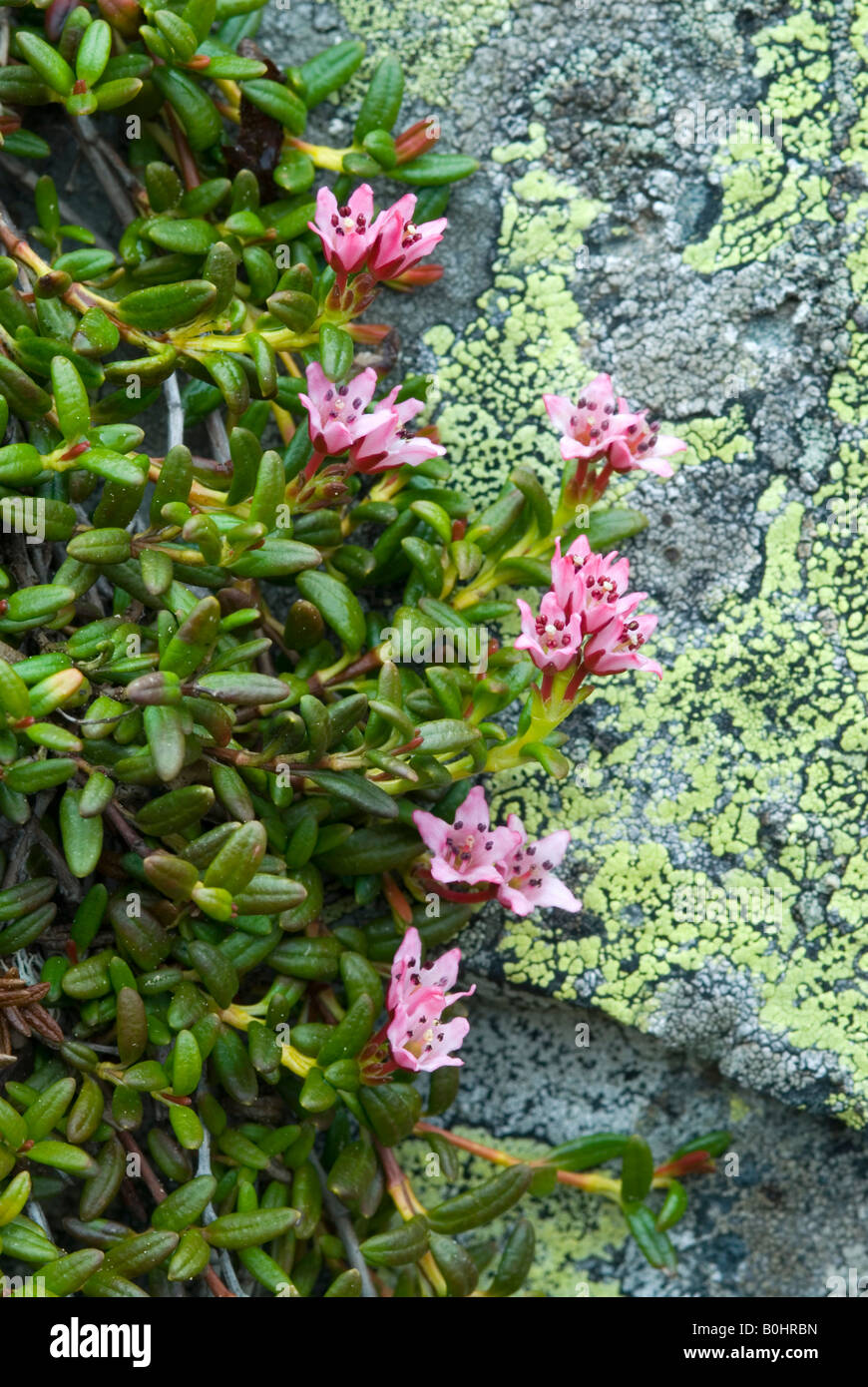 Azaleen sorte -Fotos und -Bildmaterial in hoher Auflösung – Alamy
