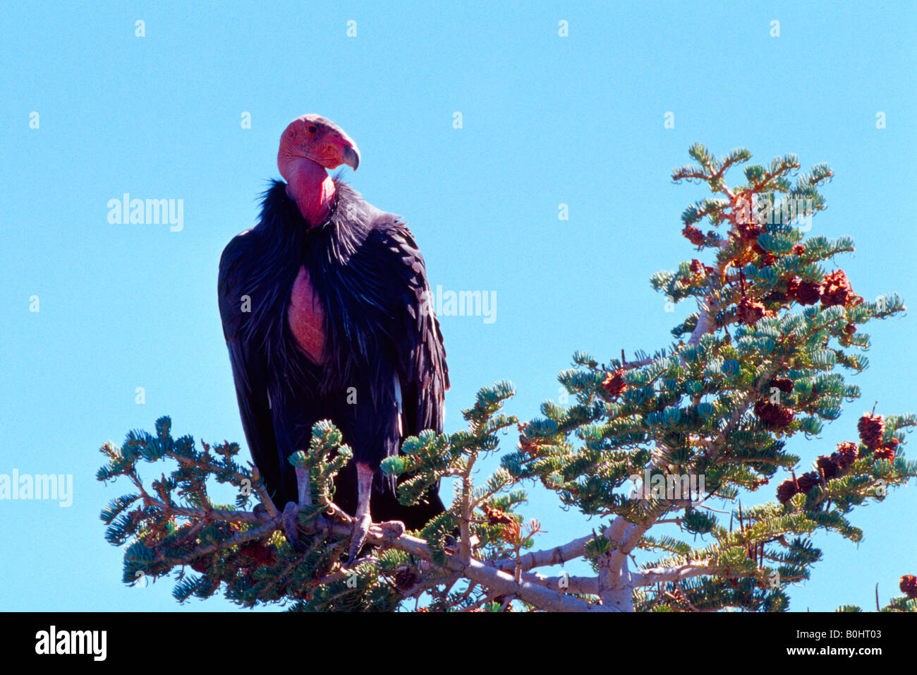 Kalifornischer Kondor Stockfotos und -bilder Kaufen - Alamy