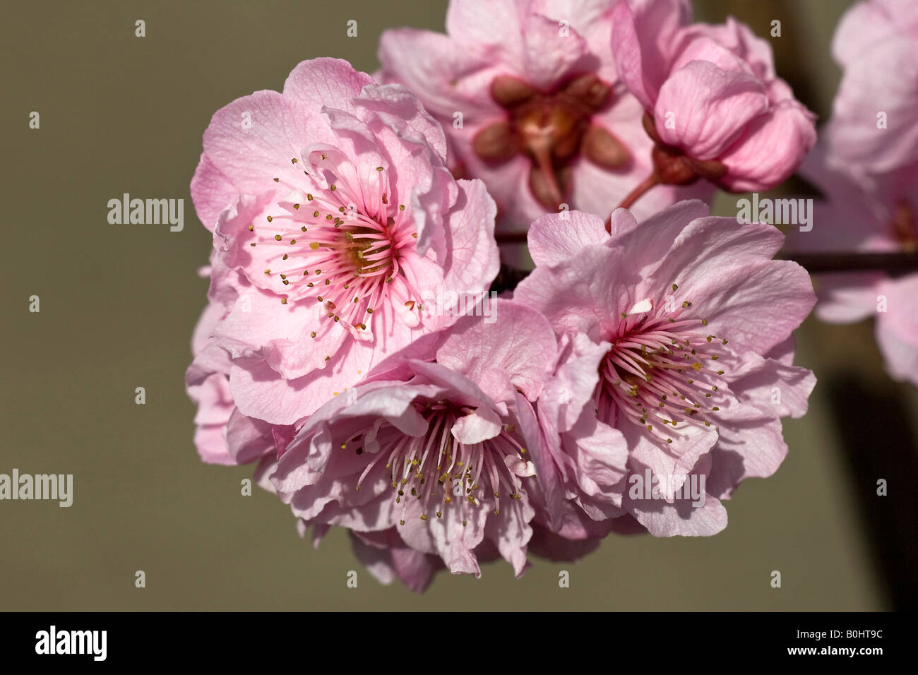 Blutpflaume Blute Stockfotos und -bilder Kaufen - Alamy