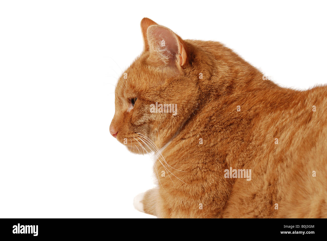 Katze im profil -Fotos und -Bildmaterial in hoher Auflösung – Alamy