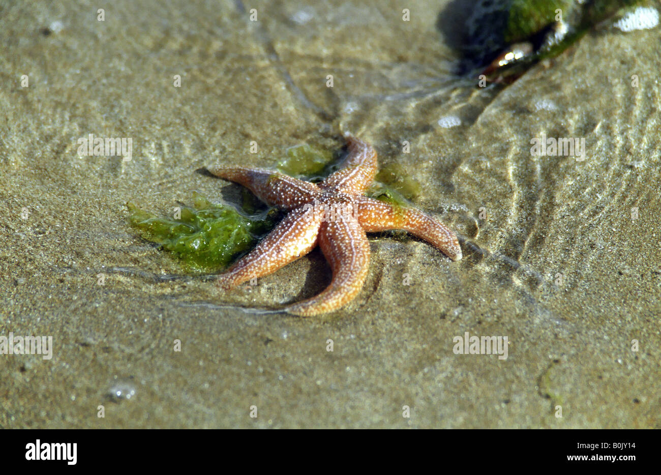 Seestern Anatomie Stockfotos und -bilder Kaufen - Alamy