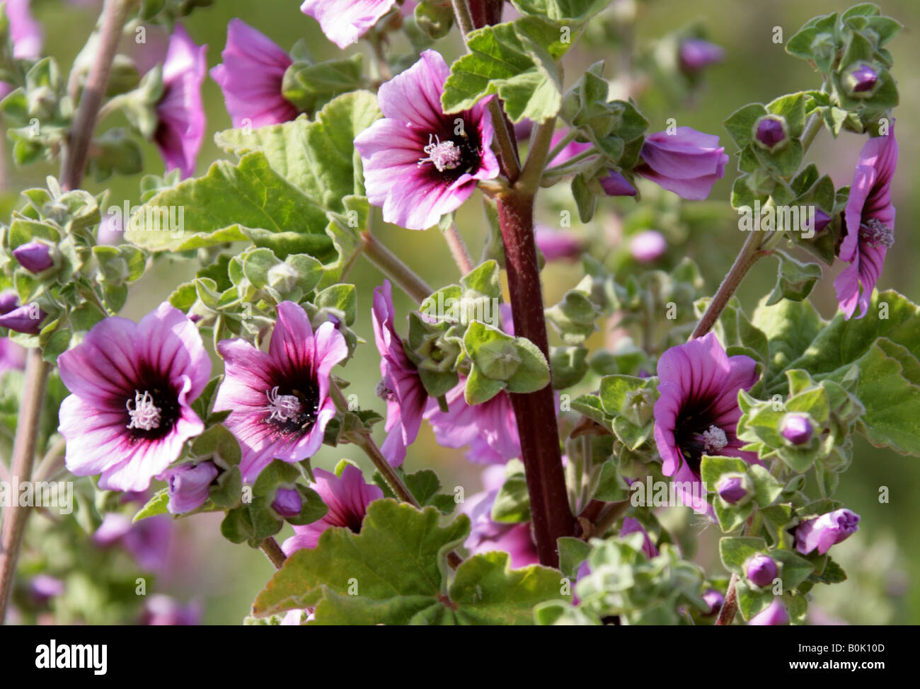 Malve Lavatera Arborea Malvaceae Baum Stockfotografie - Alamy