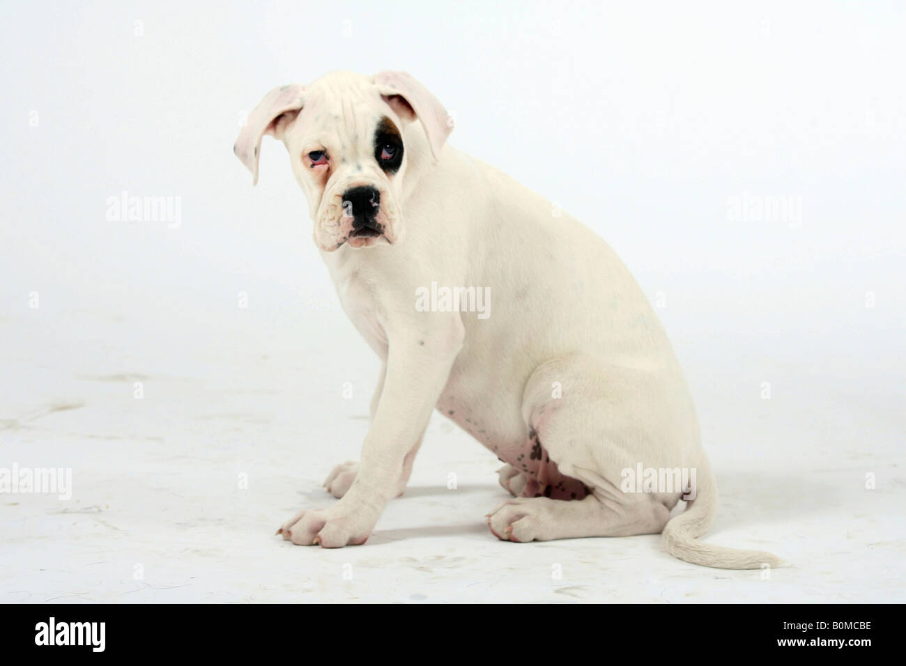 Weißer hund -Fotos und -Bildmaterial in hoher Auflösung – Alamy