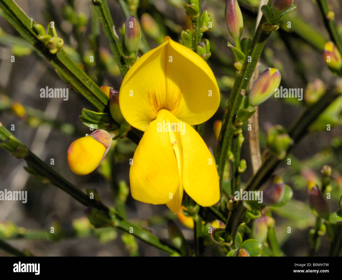 Broom flower -Fotos und -Bildmaterial in hoher Auflösung – Alamy