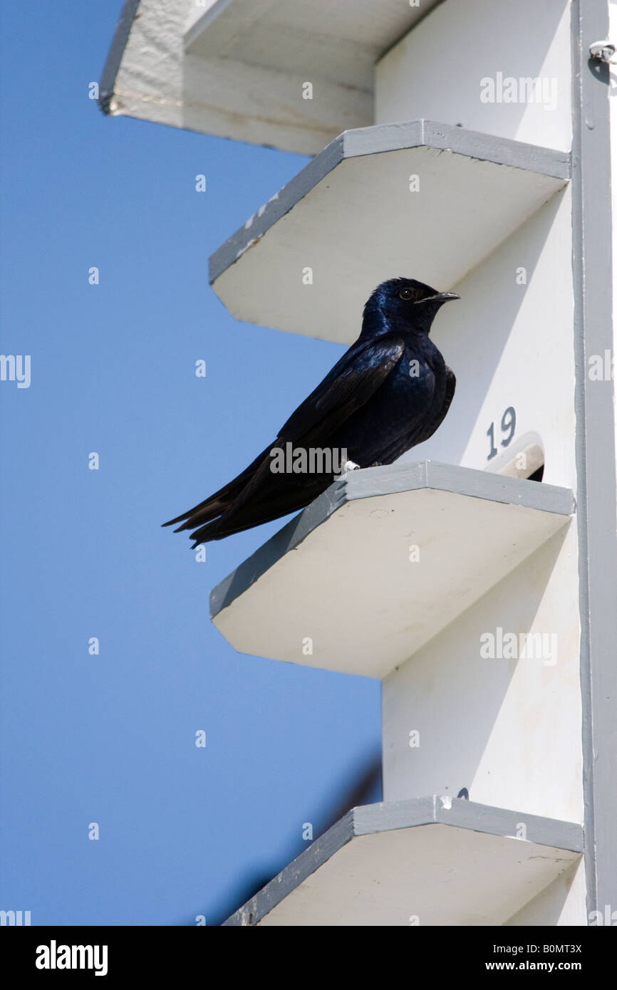 Lila martin haus -Fotos und -Bildmaterial in hoher Auflösung – Alamy