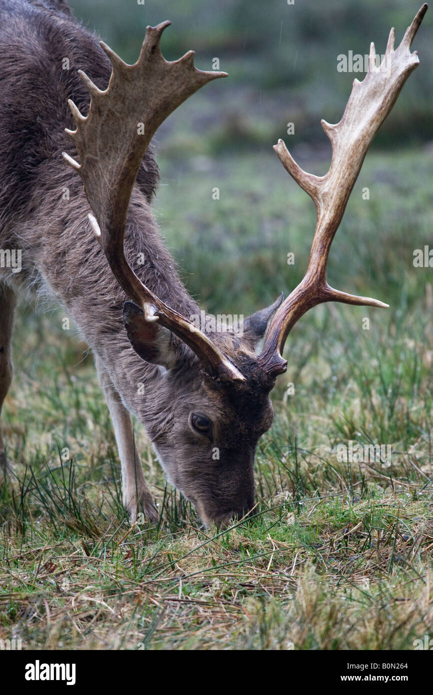 Melanistisches damwild grasen -Fotos und -Bildmaterial in hoher ...