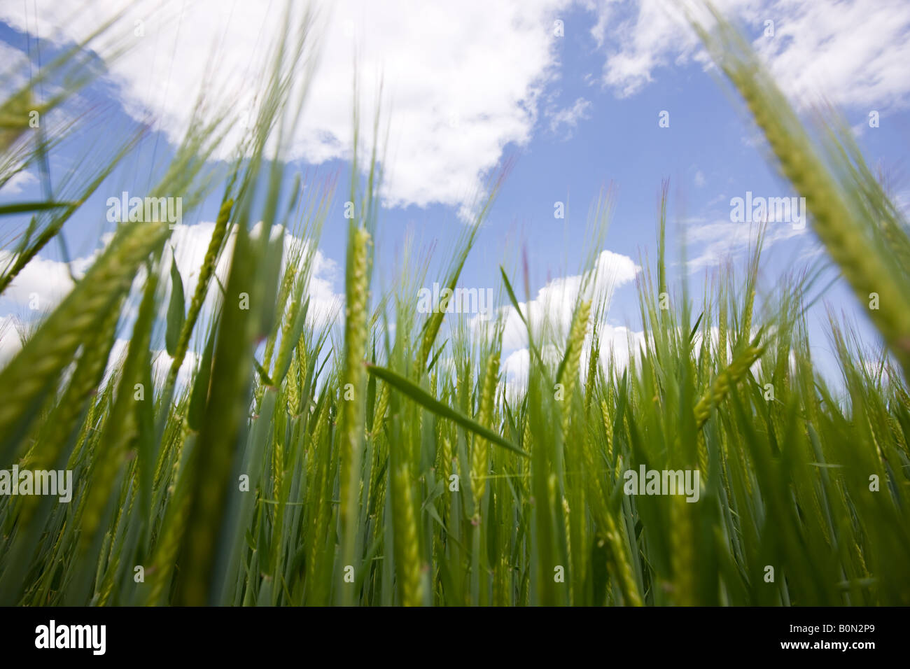 Roggenfeld in Deutschland, Europa - Secale cereale Stockfotografie - Alamy