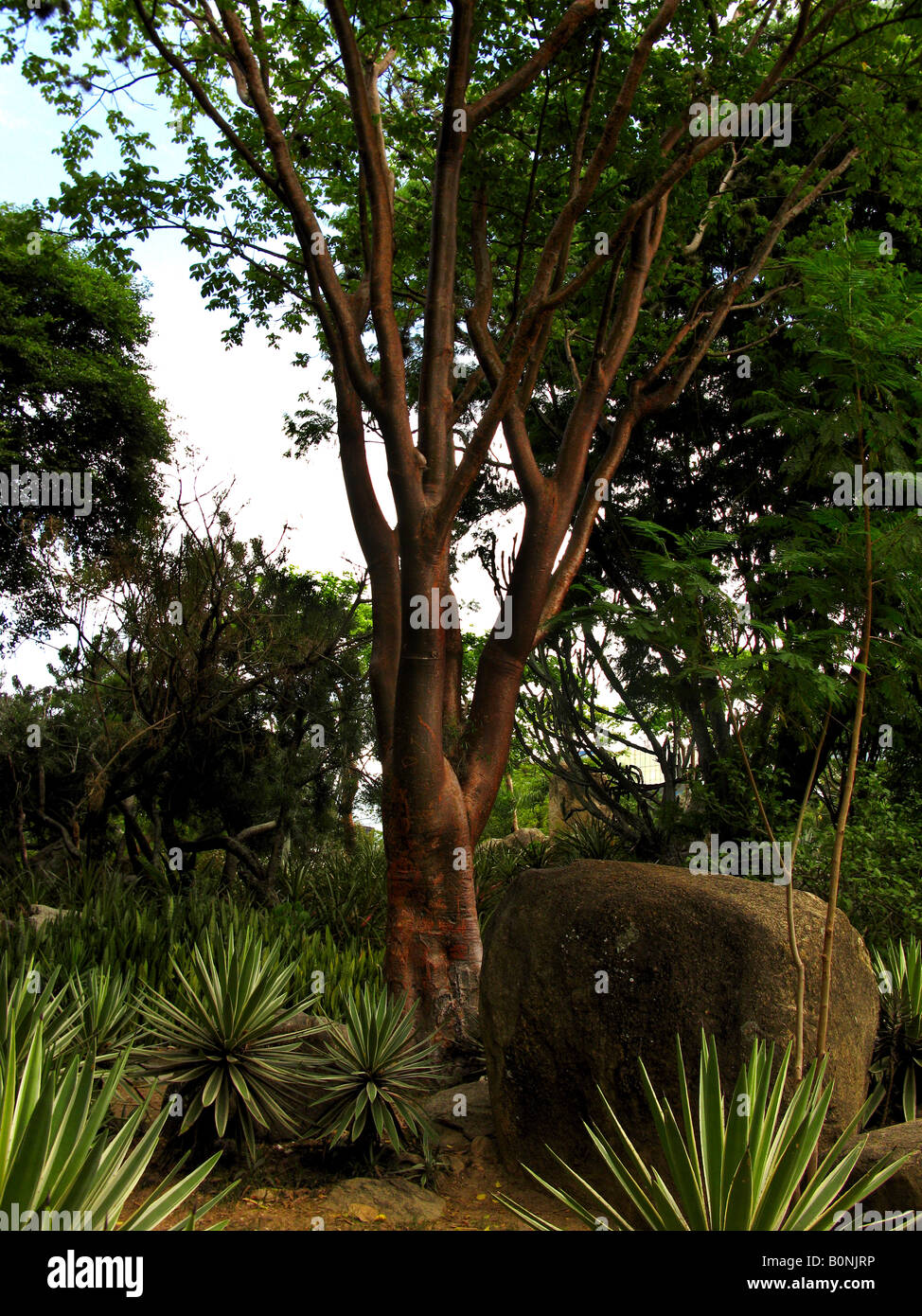 Nude Indian Tree, Bursera simaruba. Arbol Indio-Desnudo Gumbo Limbo ...