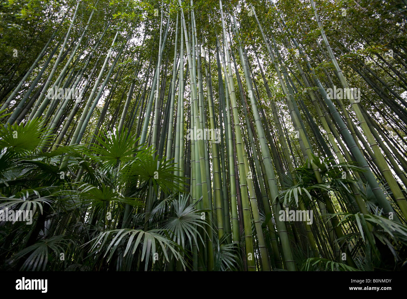 Ein Bambus und chinesische palm Tree Wald. Forêt de Bambous ...