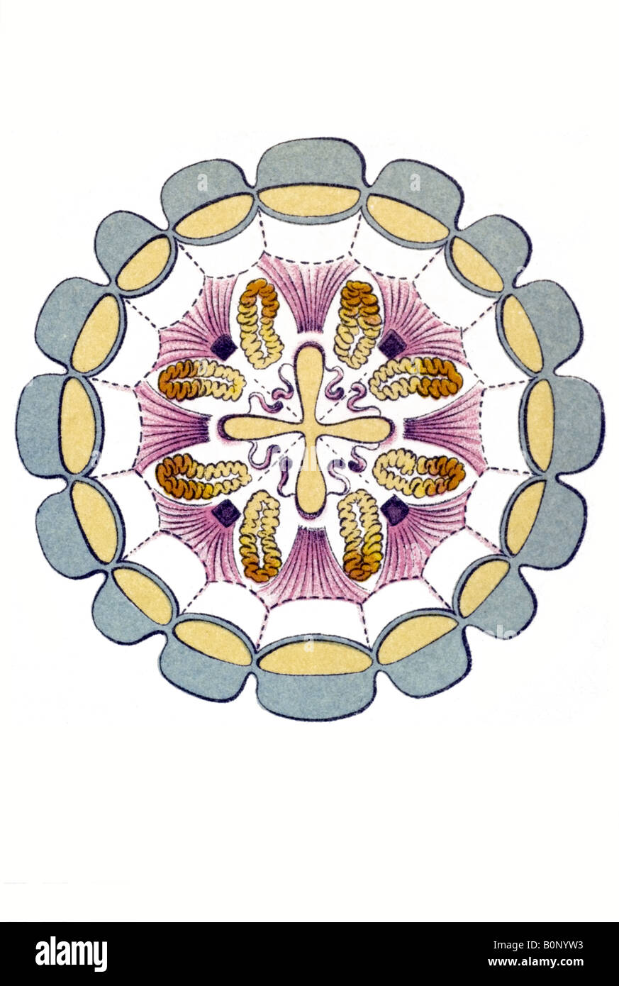 Peromedusae, Coronatae Name Periphylla Mirabilis, Schnitt, Haeckel ...