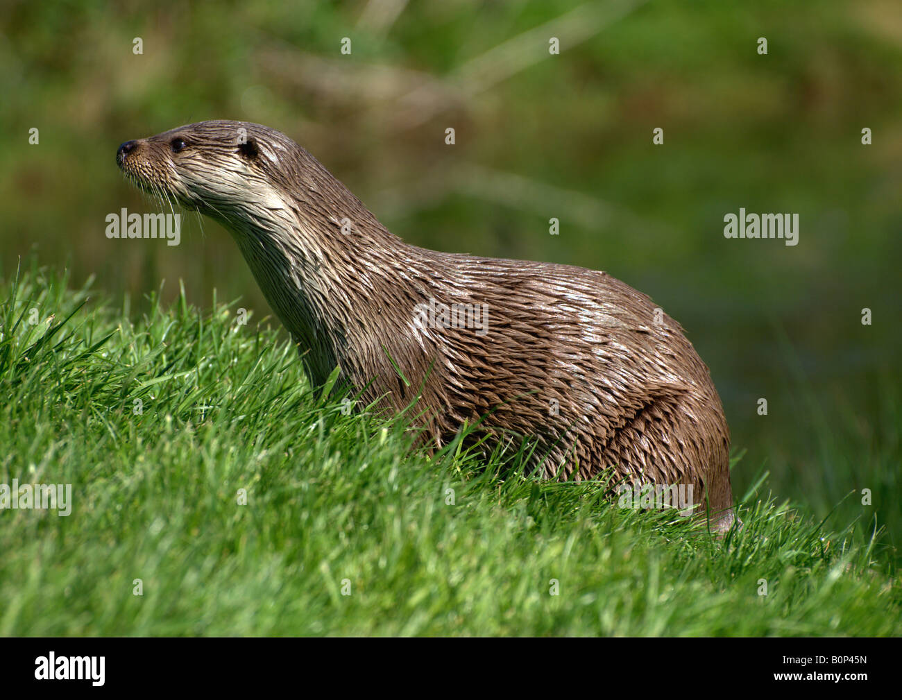 Otter nass -Fotos und -Bildmaterial in hoher Auflösung – Alamy