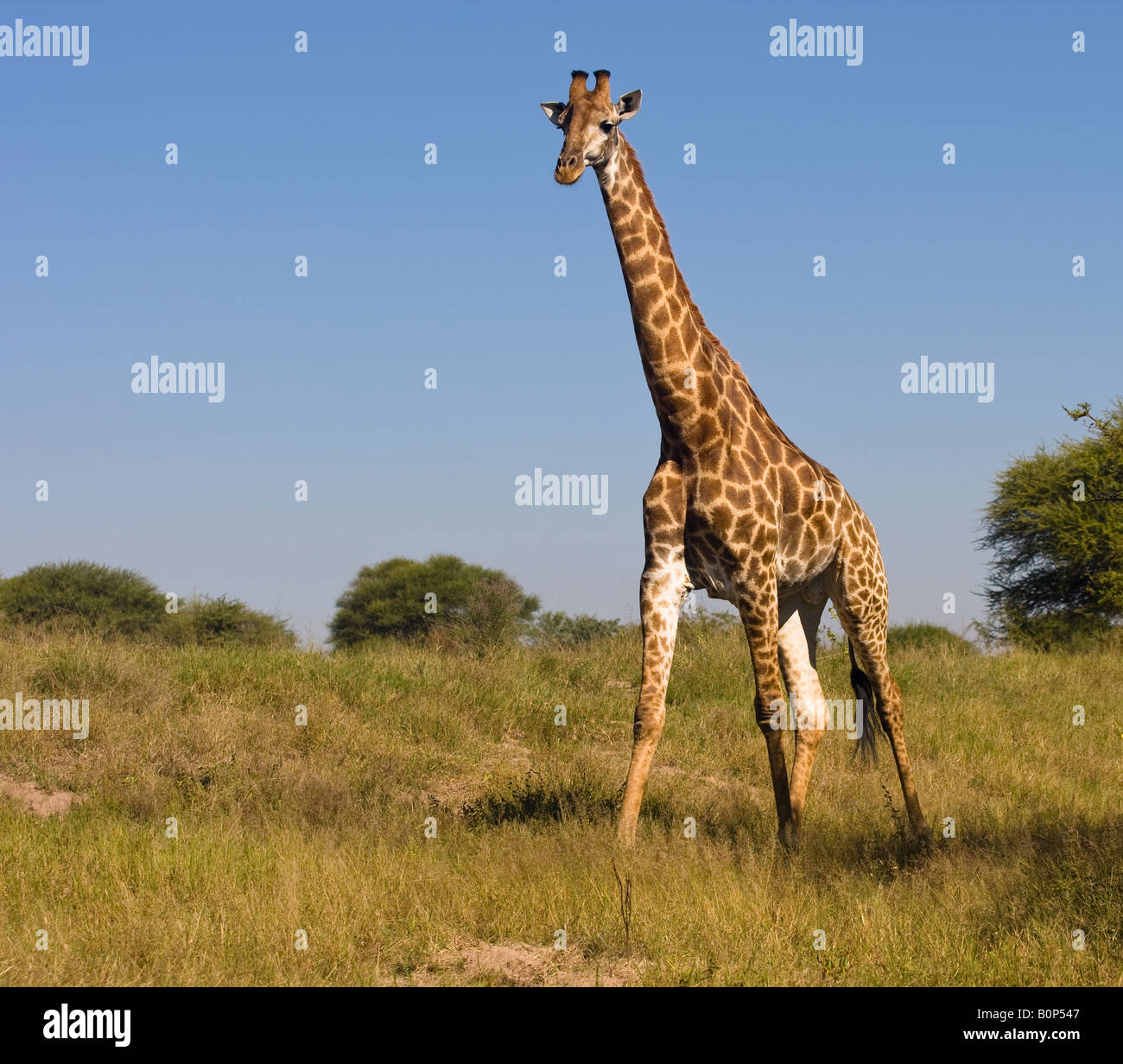 Fuss Der Giraffe