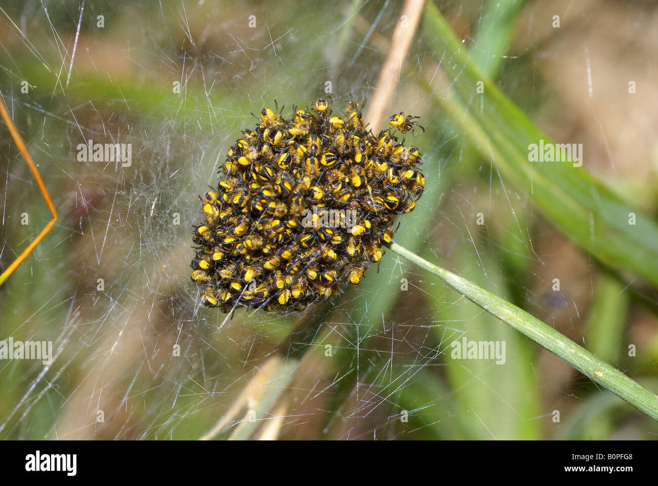 Baby spiders -Fotos und -Bildmaterial in hoher Auflösung – Alamy