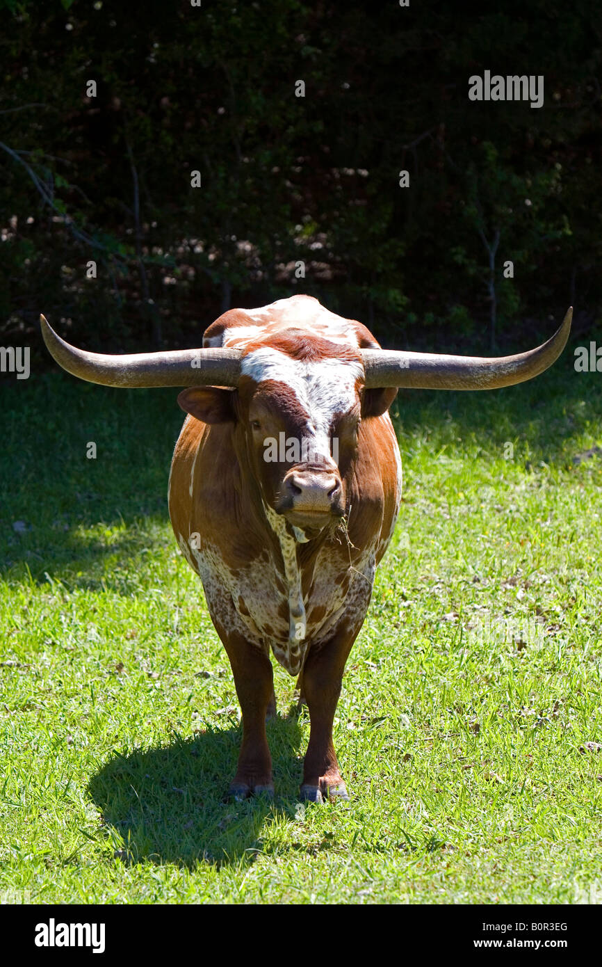 Texas Longhorn Animal Cow Stockfotos und -bilder Kaufen - Alamy