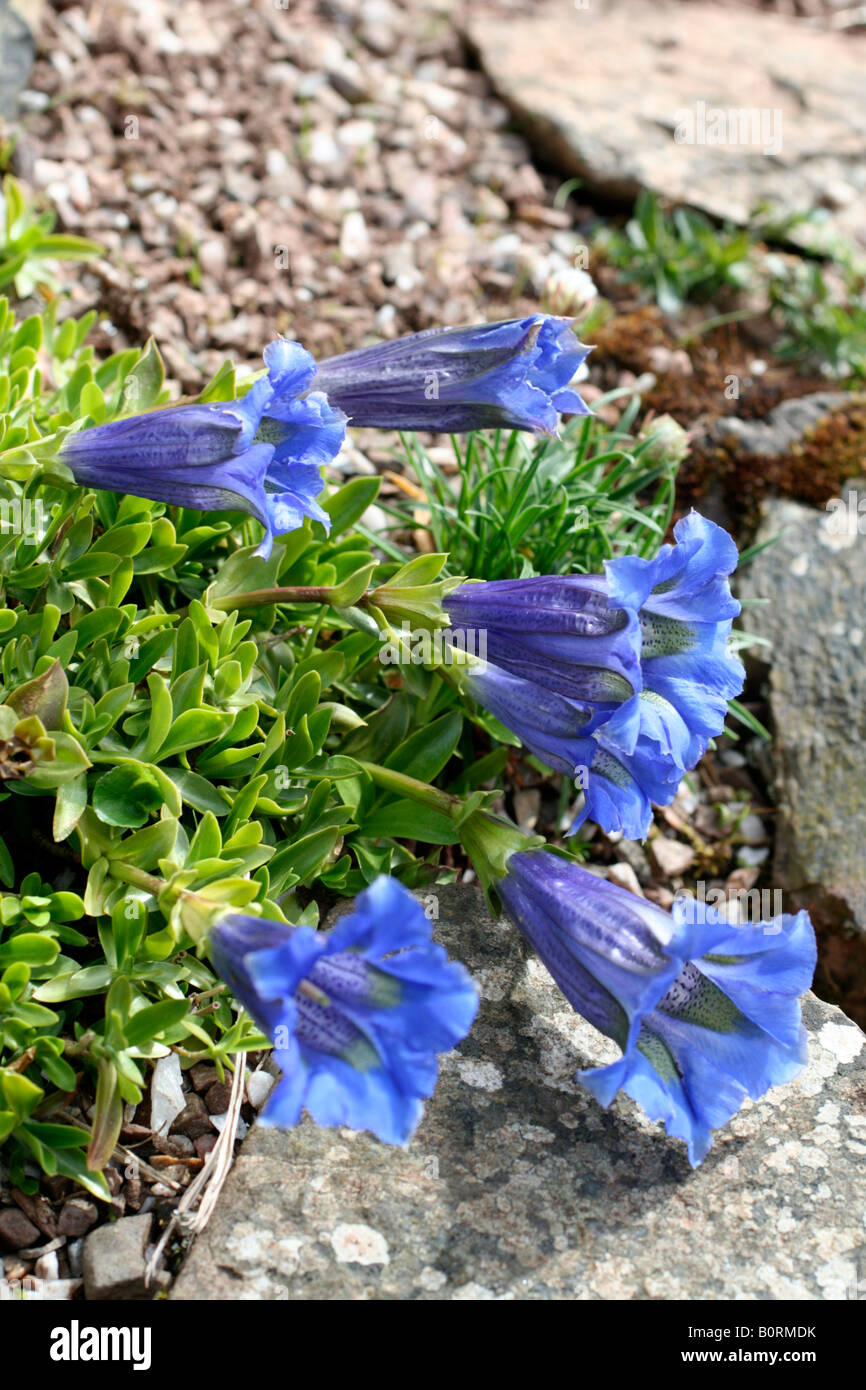 Alpen enzian -Fotos und -Bildmaterial in hoher Auflösung – Alamy