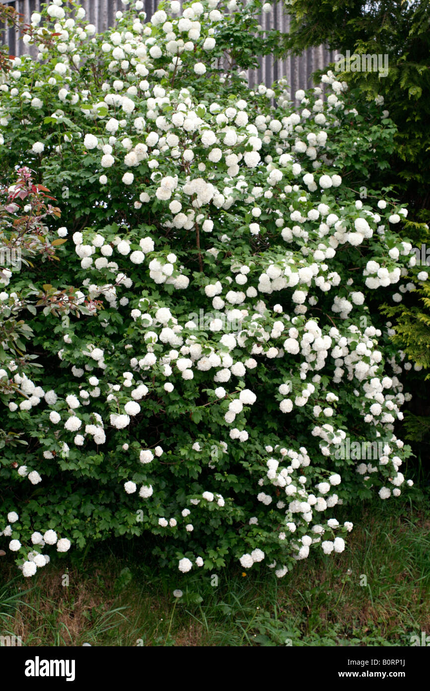 VIBURNUM OPULUS ROSEUM AGM SYN VIBURNUM OPULUS STERILE Stockfotografie ...