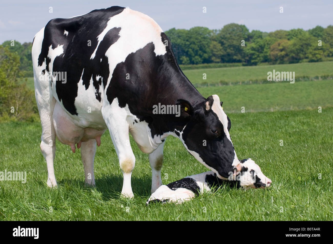 Milchkuh Mutter Kalb Stockfotos und -bilder Kaufen - Alamy