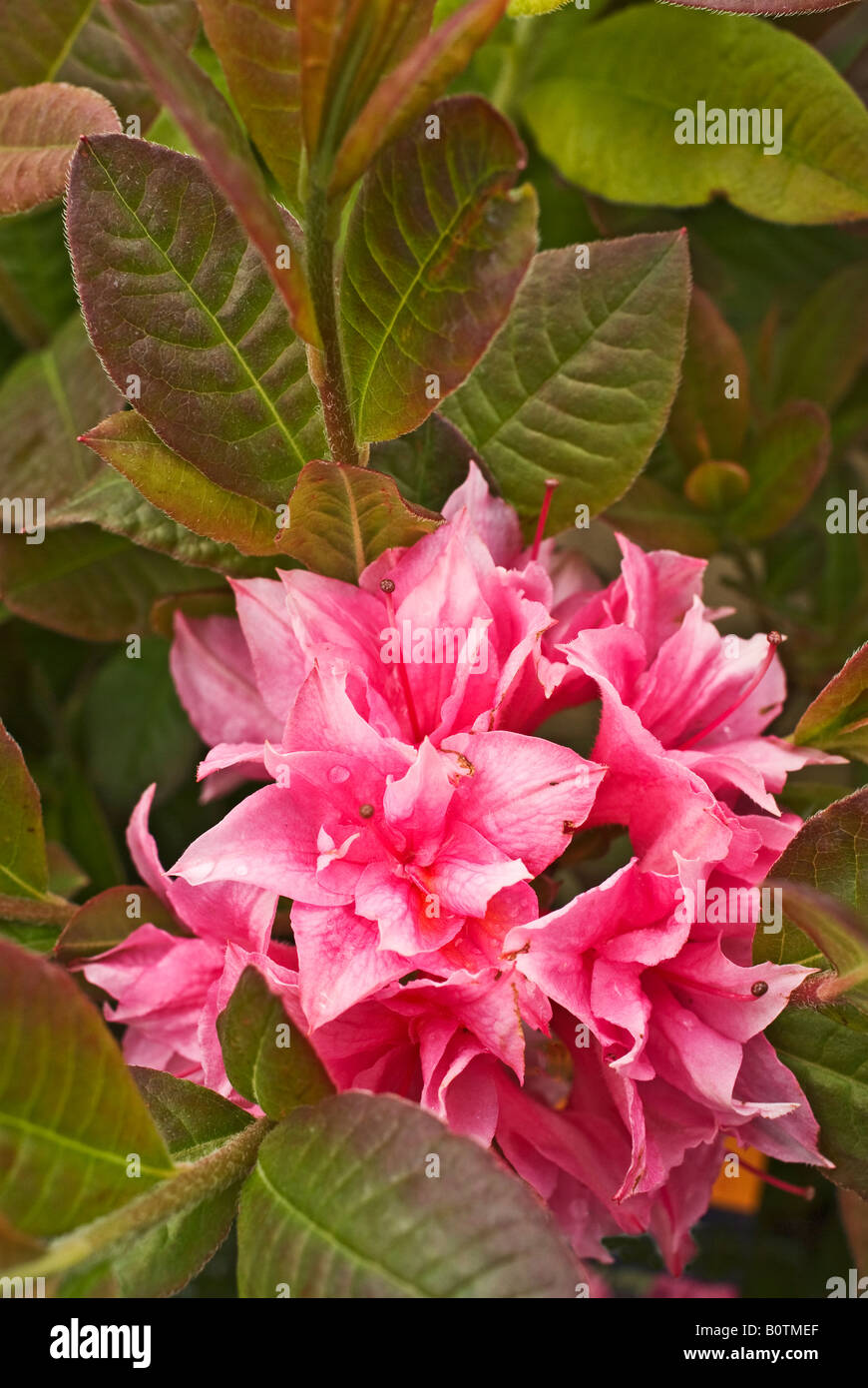 Rosa azalee rhododendron -Fotos und -Bildmaterial in hoher Auflösung ...