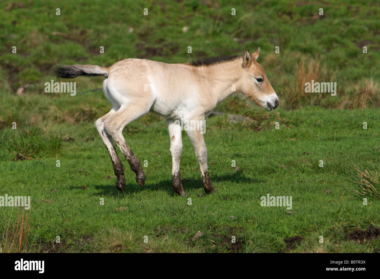Equus przewalskii -Fotos und -Bildmaterial in hoher Auflösung – Alamy