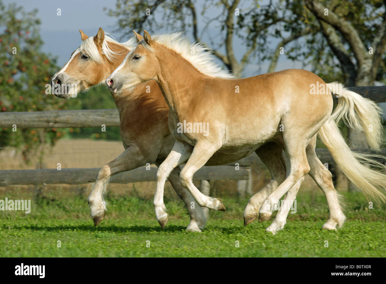 Haflinger-Pferd mit Fohlen - läuft auf Wiese Stockfotografie - Alamy