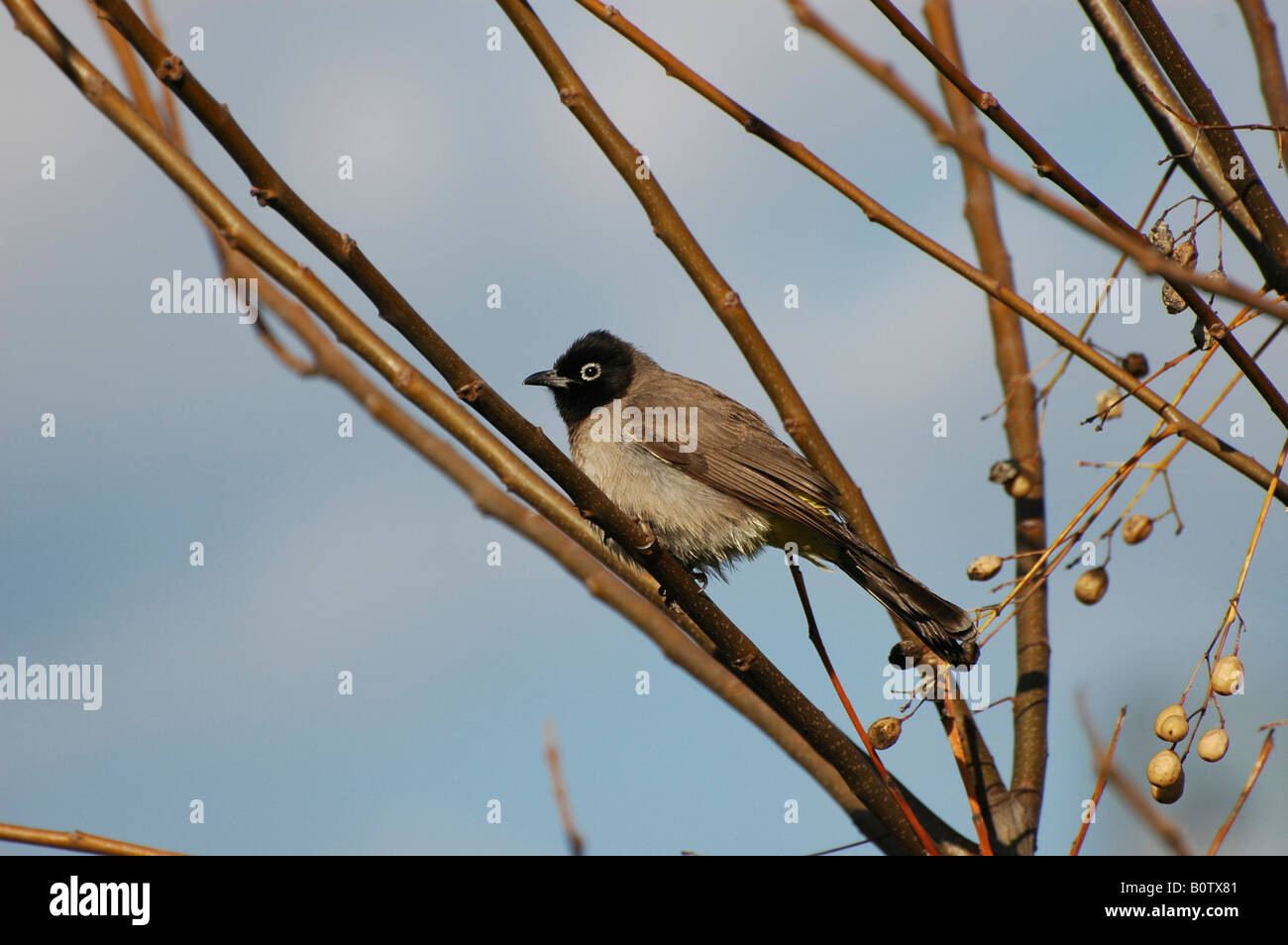 Pycnonotus Xanthopygos Israel gelbe entlüftet Bulbul AKA White ...