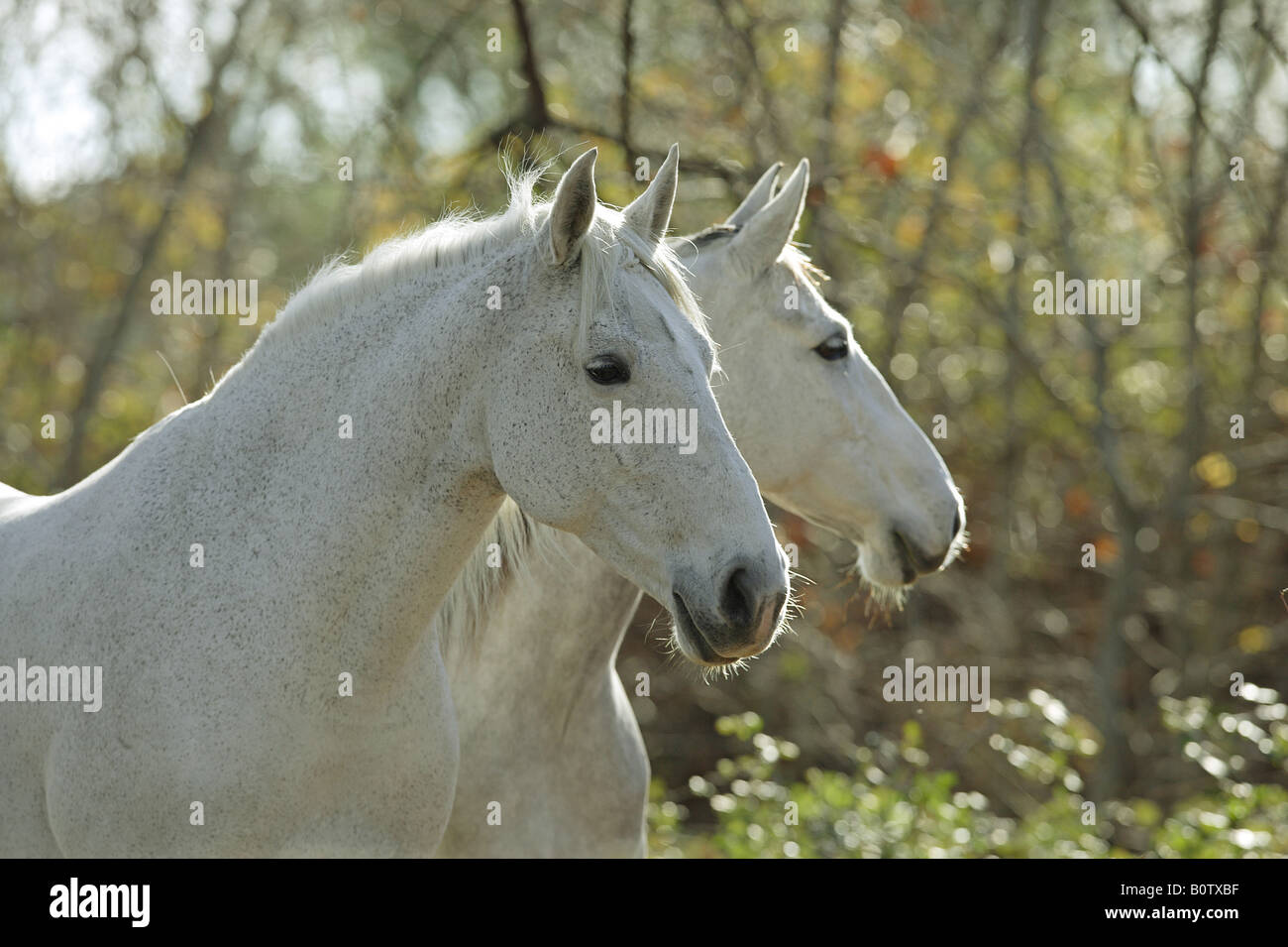 zwei Pferde - stehend Stockfotografie - Alamy